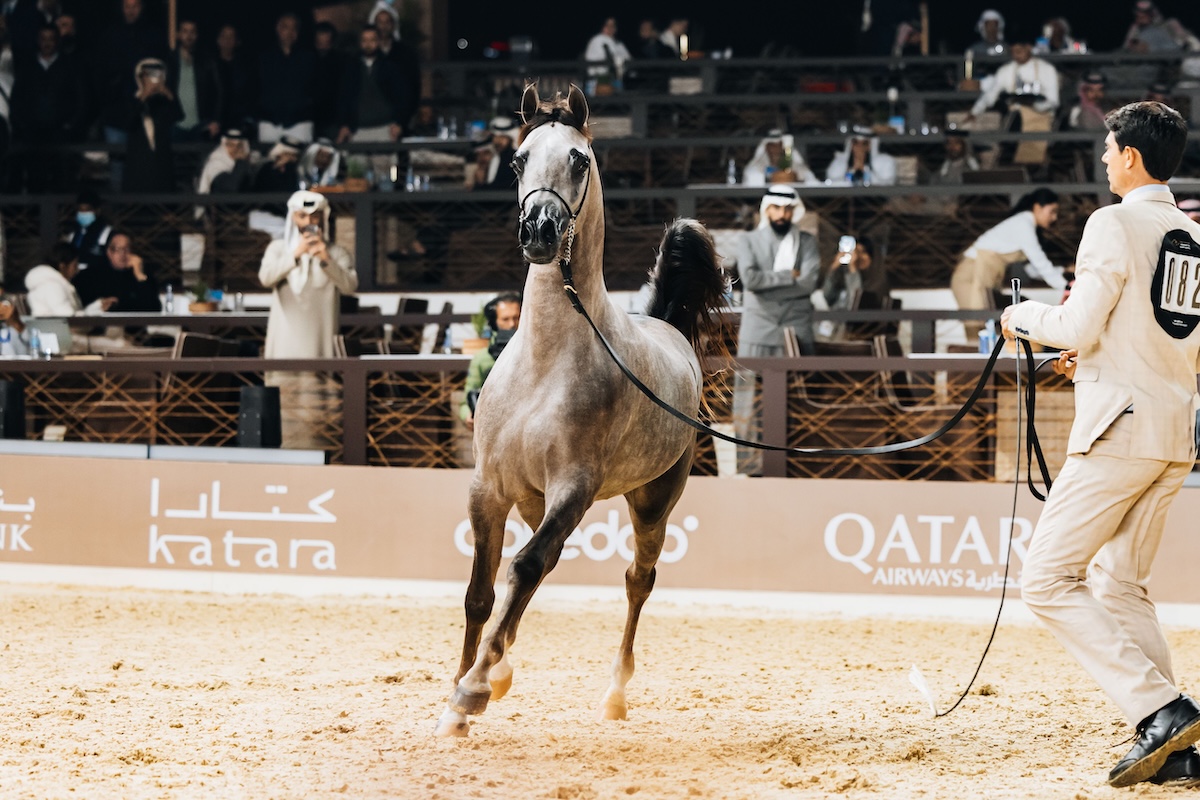 Global Champions Arabians Tour Arrives in Miami Beach | Lux Exposé